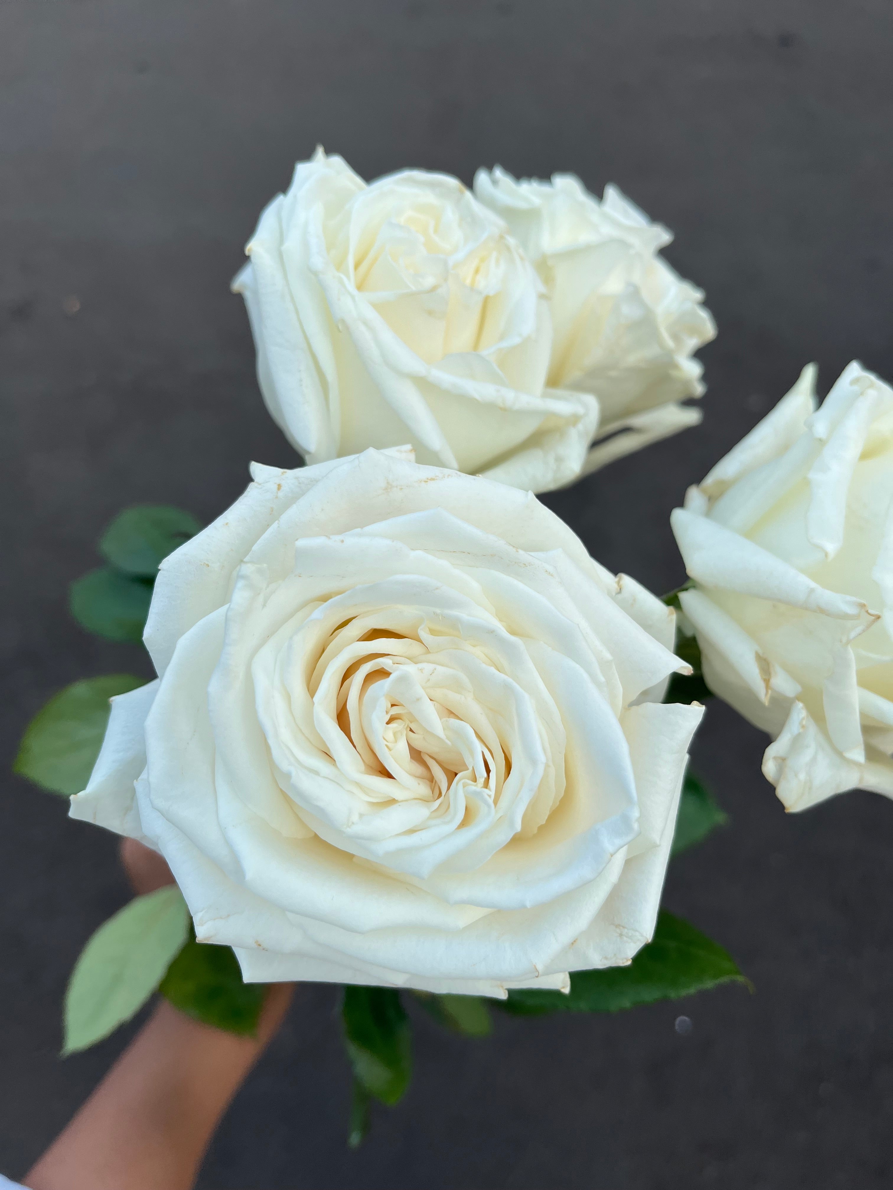Playa Blanca Rose – Le Bliss Bouquet