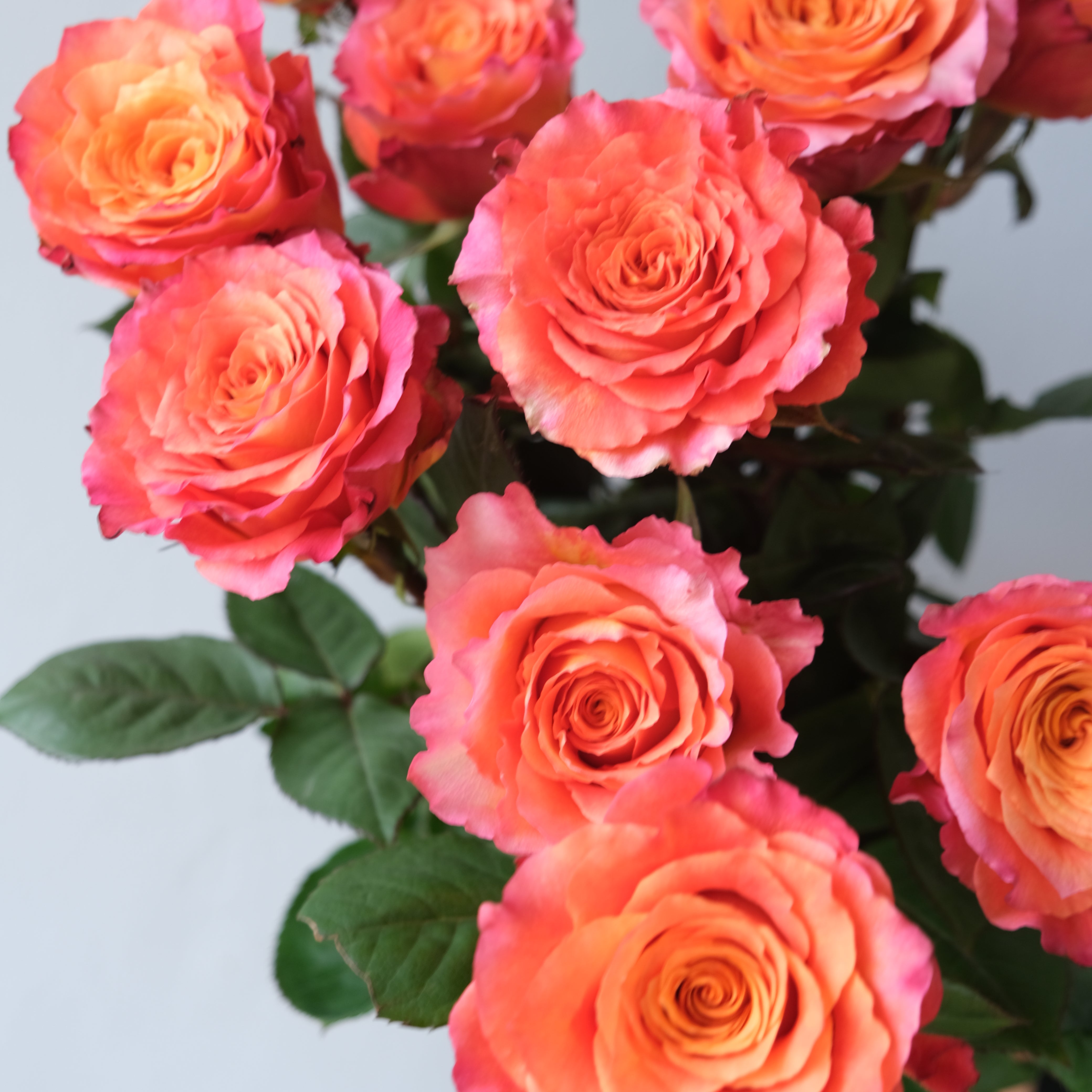 Ecuadorian Roses – Le Bliss Bouquet